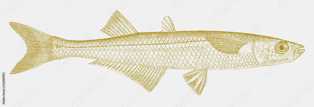 Atlantic Silverside