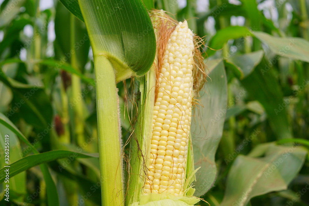 Corn pods on the corn plant,corn field in agricultural garden, pods ...