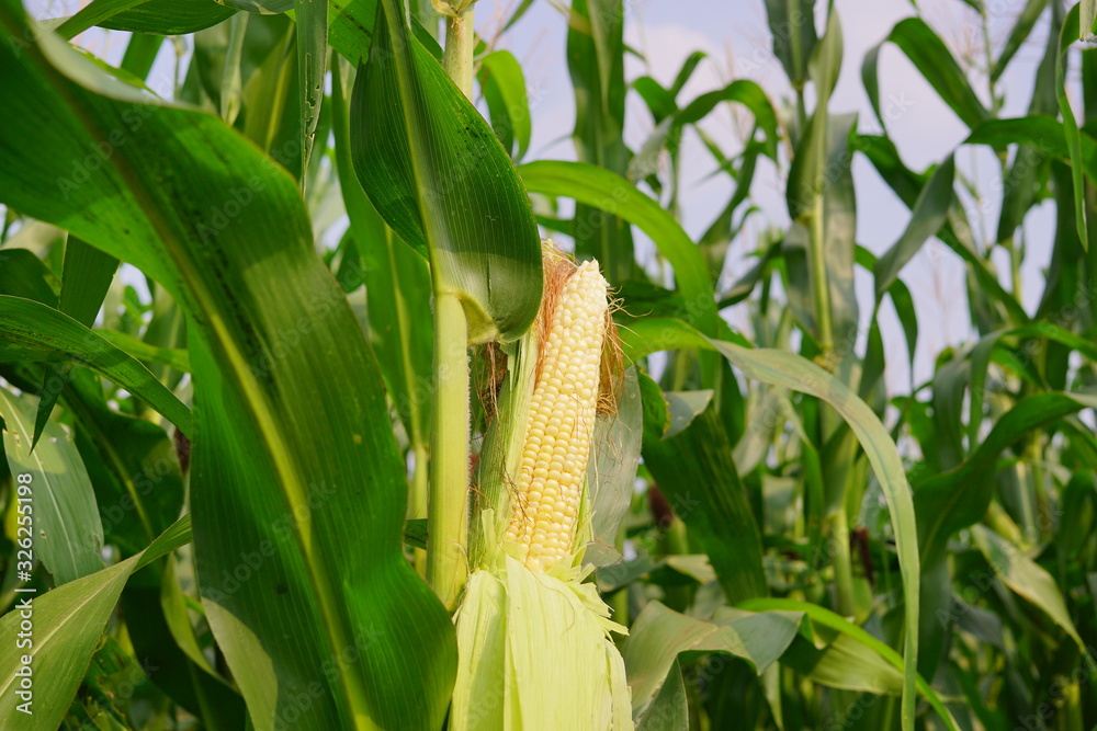Corn pods on the corn plant,corn field in agricultural garden, pods ...