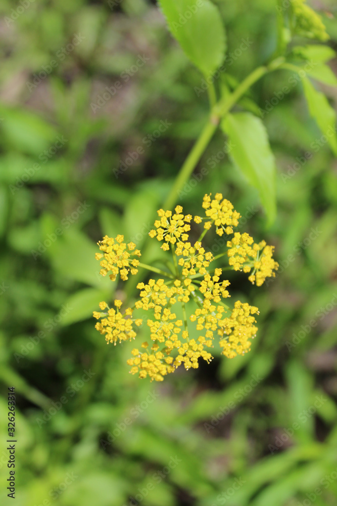 Golden Alexanders at Bunker Hill Woods Forest Preserve in Chicago Stock ...