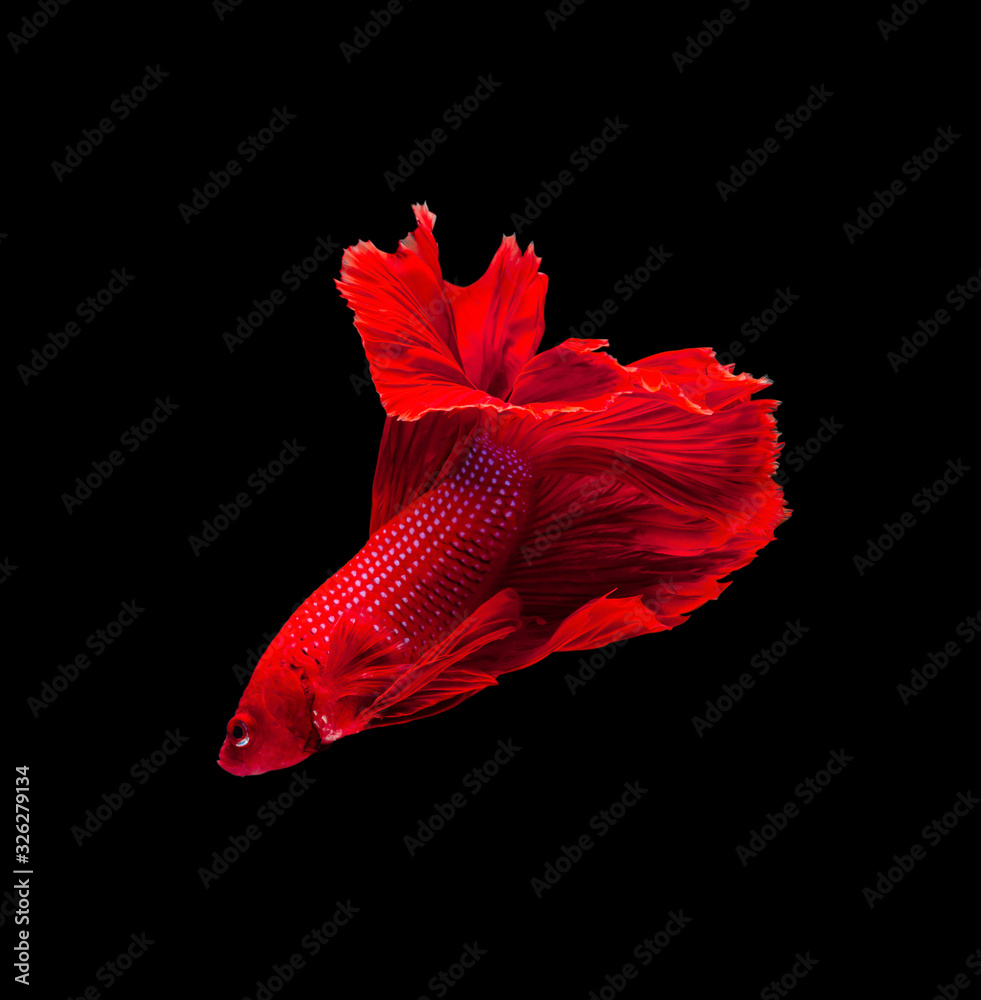 Siamese fighting fish or Betta splendens fish, popular aquarium fish in ...