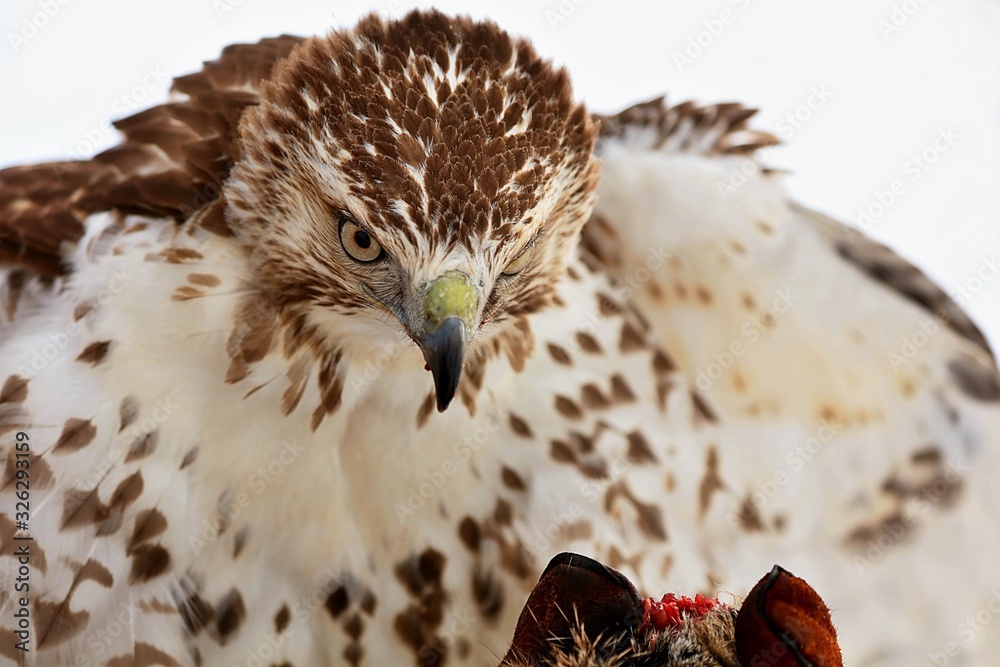 Red-tailed hawk The red-tailed hawk is a bird of prey that breeds ...