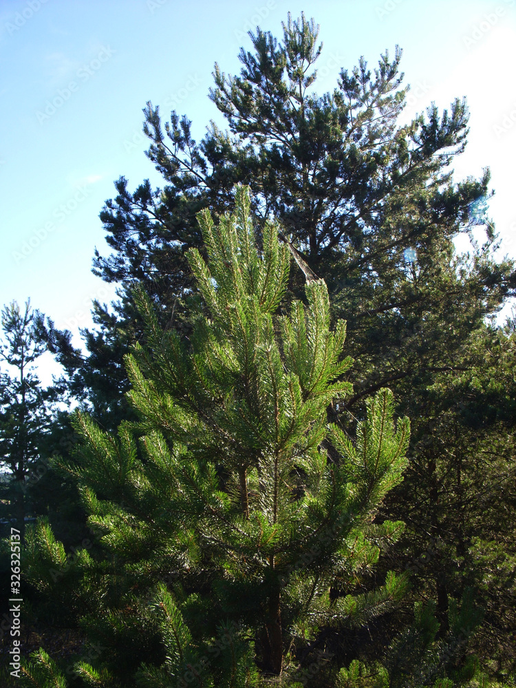 Spruce Stock Photo | Adobe Stock