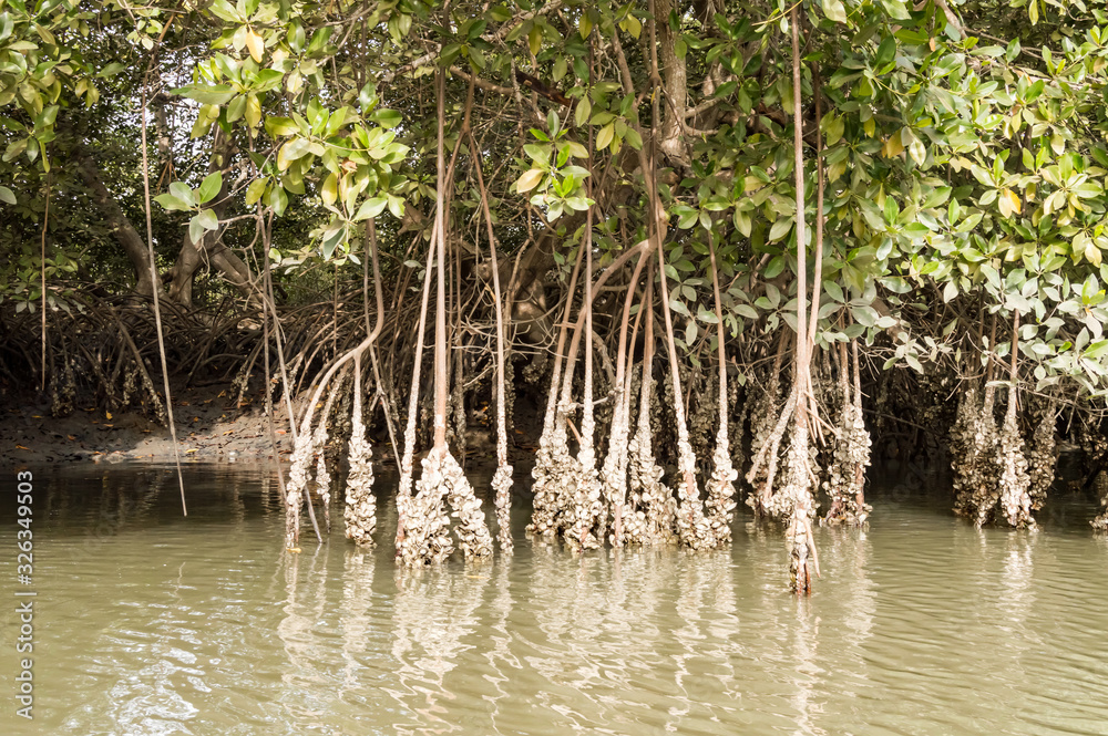 Tropical mangrove and oyster forest in the mangroves Stock Photo ...
