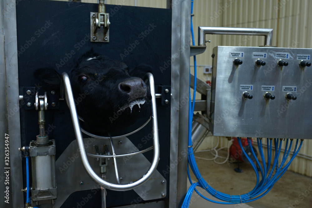 At the slaughterhouse. Head of a caw clutched by frame of a stunning ...