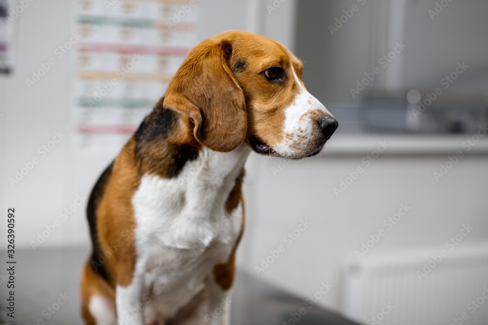 A purebred beagle dog is sitting in a veterinary clinic and is waiting ...