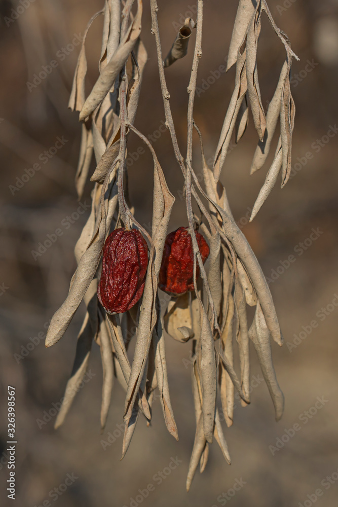 Loch tree (Pshat, Jida) with small red fruits. (from Latin Elaeágnus ...