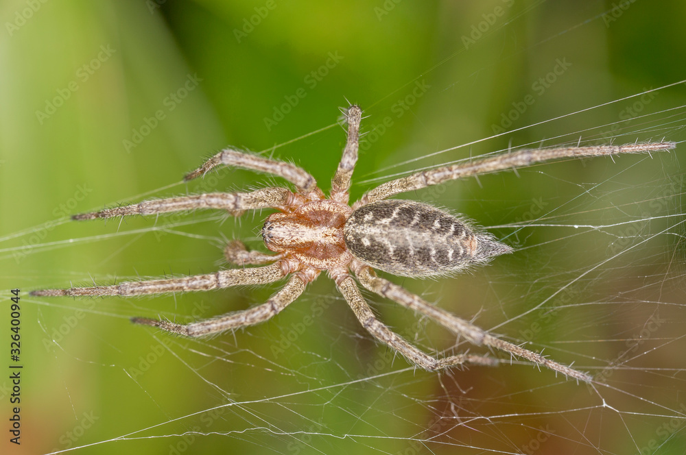Agelena labyrinthica is a species of spiders in the family Agelenidae ...
