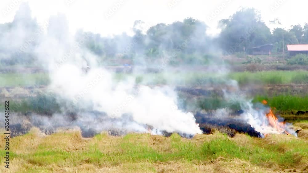 Smoke and pollution from rice straw burning in rice fields after ...