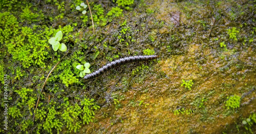 Beautiful 4K clip of a millipede crawling across a moss covered rock in ...