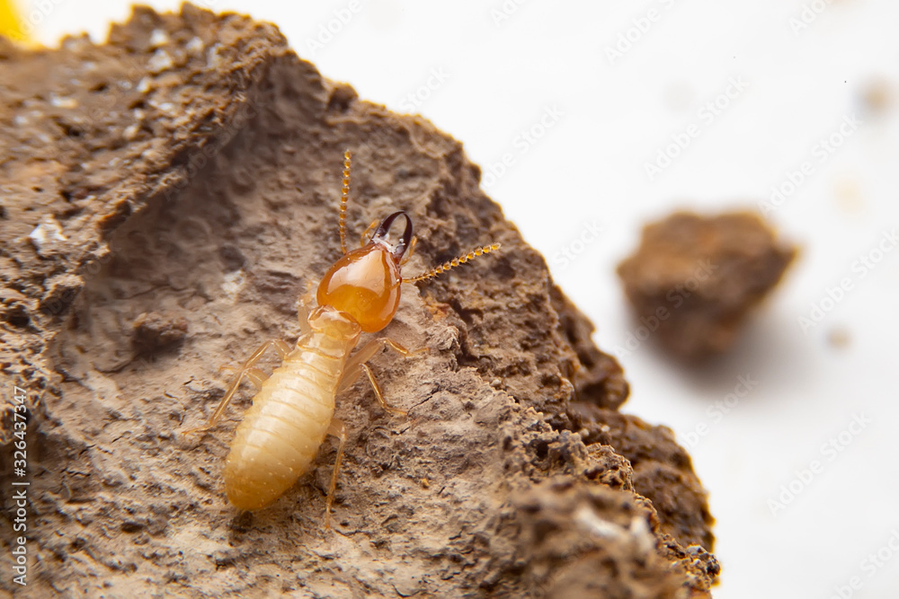 the small termite on decaying timber. The termite on the ground is ...