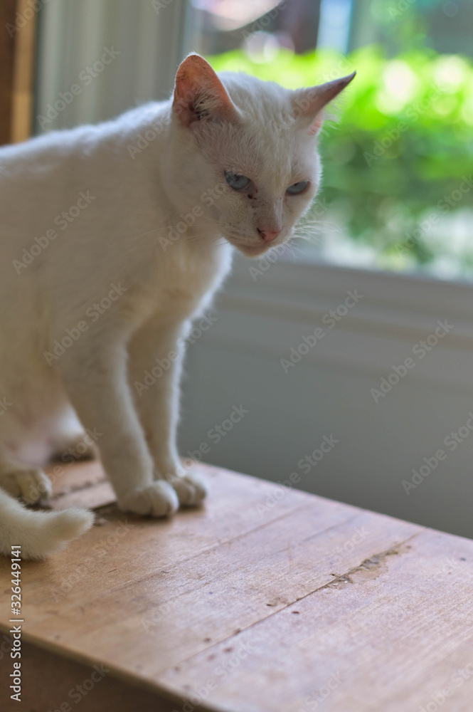 Diamond Eye cat ( Khao Manee ) is a rare breed of cat originating in ...