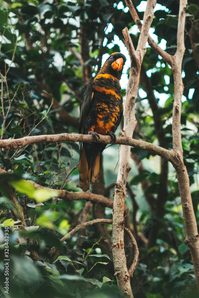 Lorius lory sitting on a tree branch with sunshine pouring overhead ...