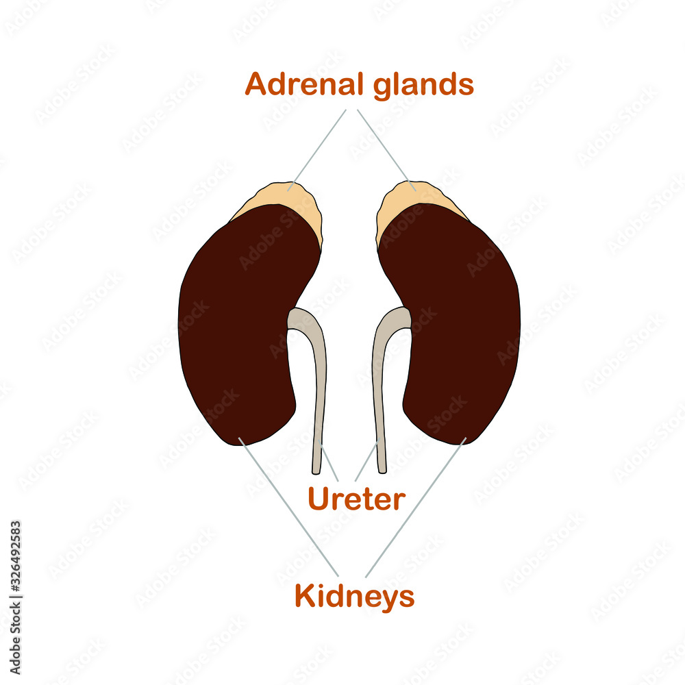 Kidneys, adrenal gland urinary tract scheme art design stock vector ...