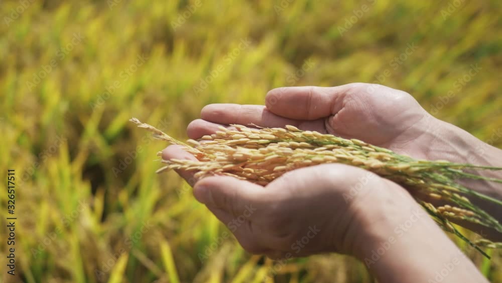Hands of farmer holding ripe rice ears. Harvest rice in Asia. Rice ...