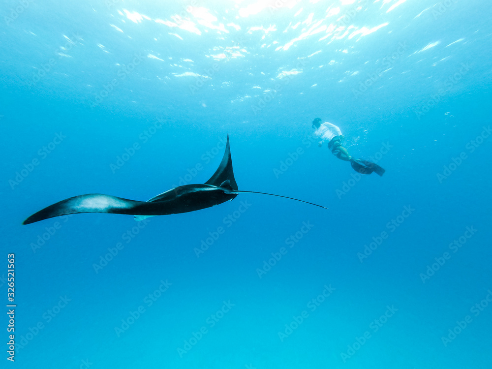Male free diver and Giant oceanic manta ray, Manta Birostris, hovering ...