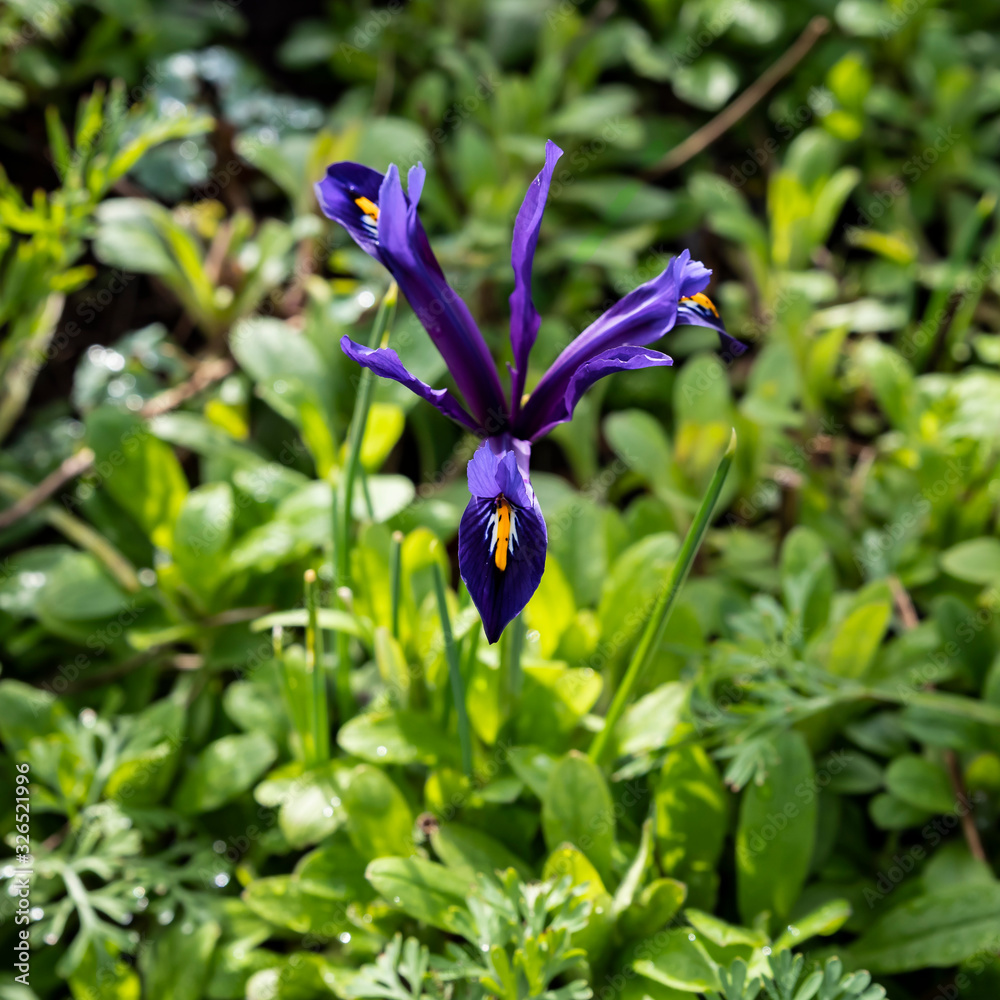 Iris reticulata early flowering dwarf iris Stock Photo | Adobe Stock