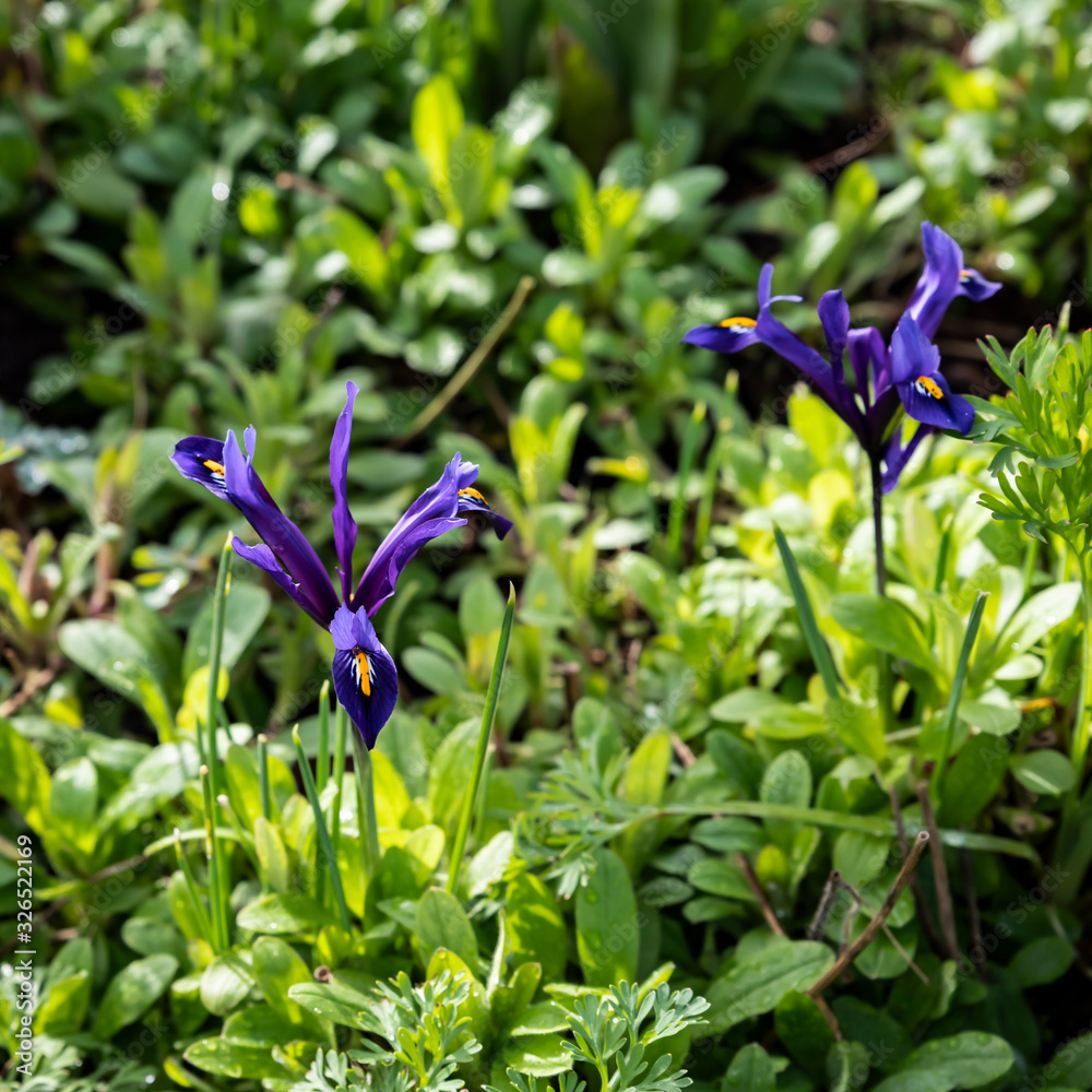 Iris reticulata early flowering dwarf iris Stock Photo | Adobe Stock