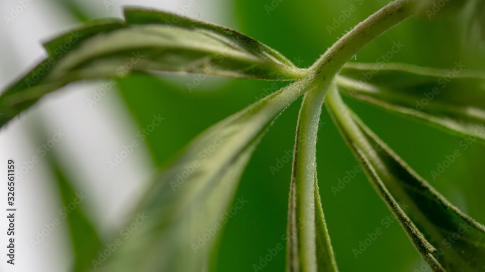 Marijuana Leaf Moby Dick Weed Cannabis Leaf Stock-Foto | Adobe Stock