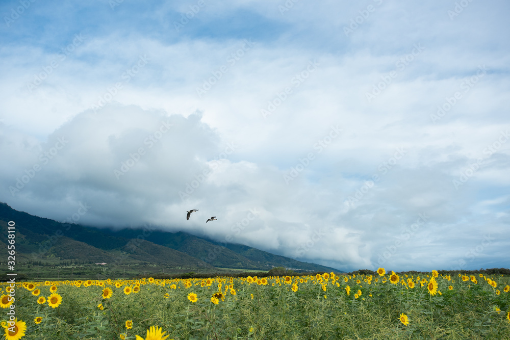 Hawaiian Nene Goose Flying over sunflower field Stock Photo | Adobe Stock