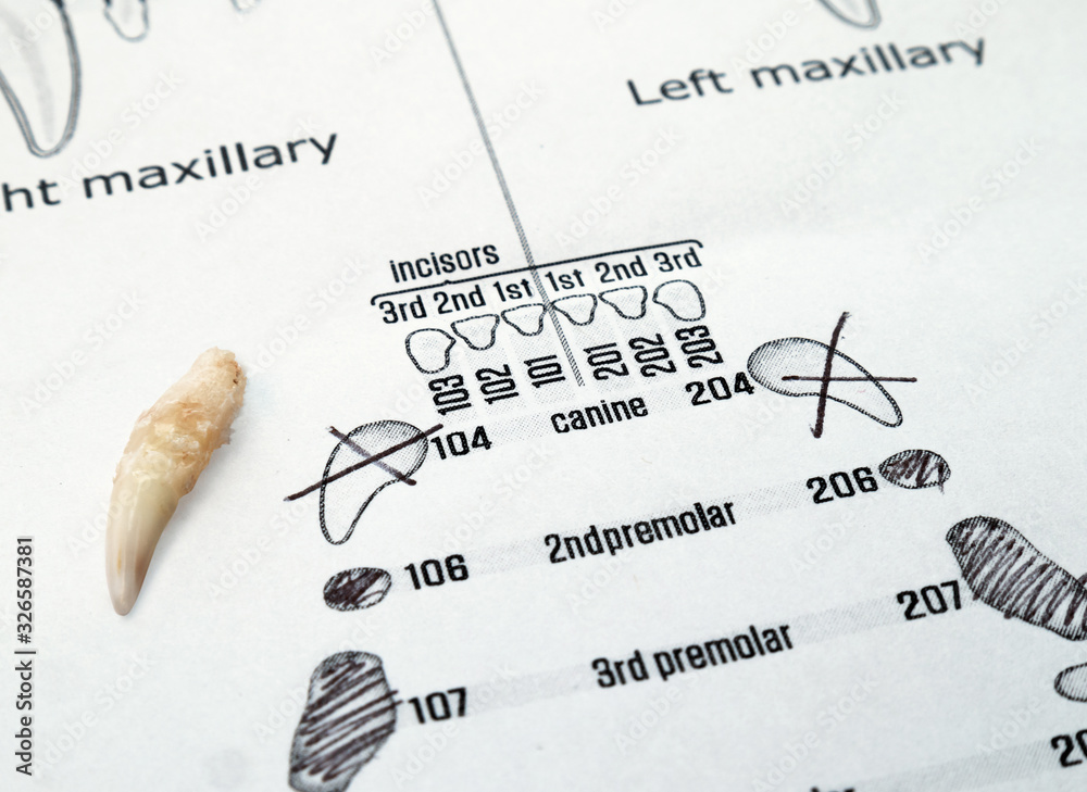 Foto de Extracted cat tooth on top of feline dental chart. Canine 104 ...