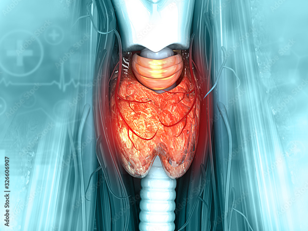 Anatomy of thyroid gland. 3d illustration. Stock Illustration | Adobe Stock