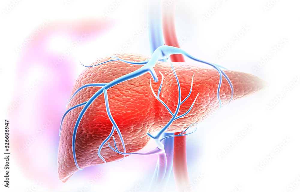 Anatomy of human liver. 3d illustration. Stock Illustration | Adobe Stock