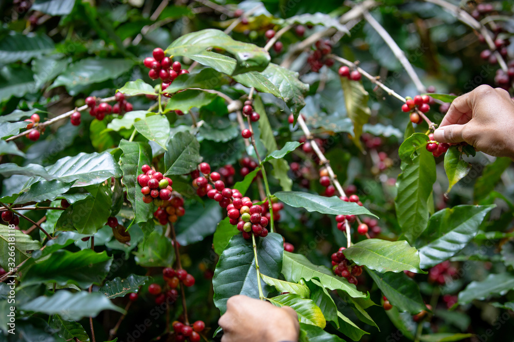 Kind of Typica coffee berries on branch with agriculturist hands by ...