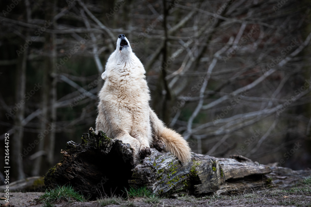 Howling of white wolf in the forest Stock Photo | Adobe Stock