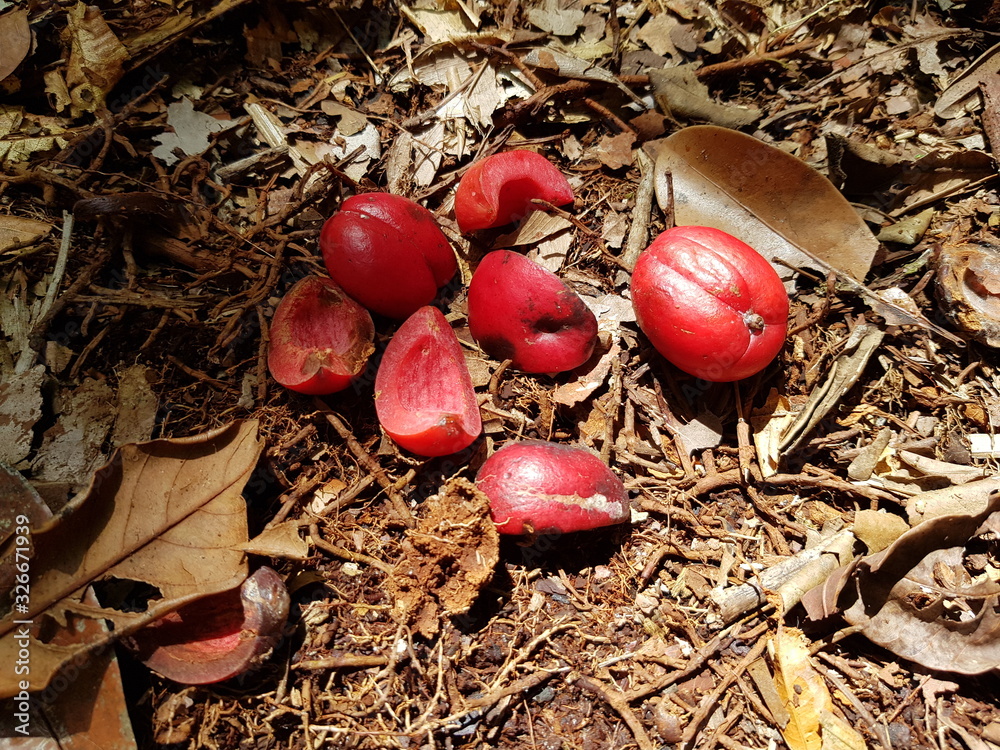 Fruit, Seed of Virola surinamensis, known commonly as baboonwood ...