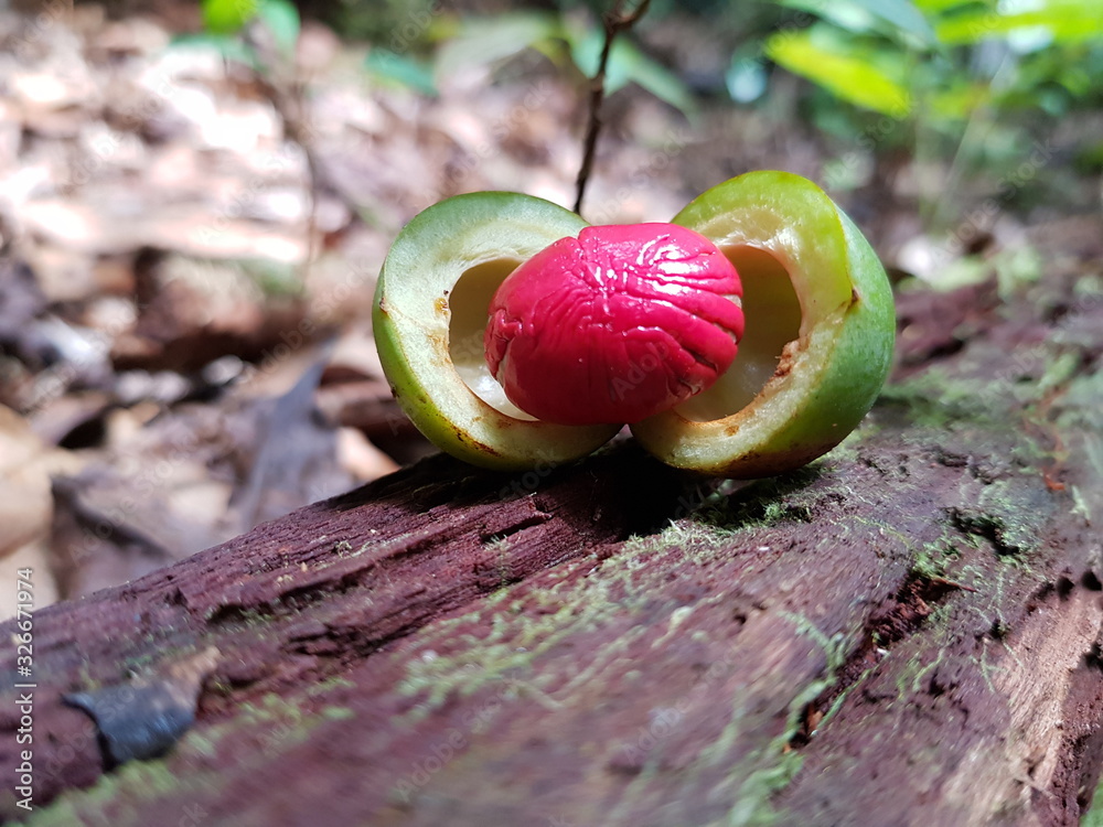 Fruit, Seed of Virola surinamensis, known commonly as baboonwood ...