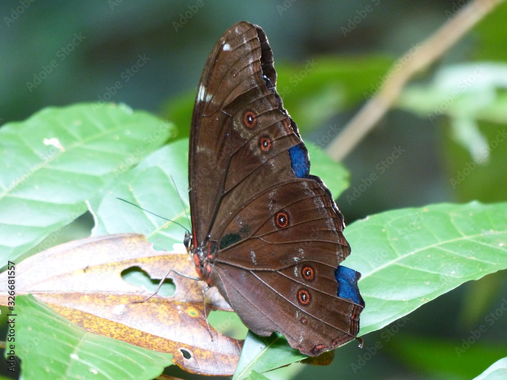 Morpho peleides, the Peleides blue morpho, common morpho or the emperor is an iridescent ...