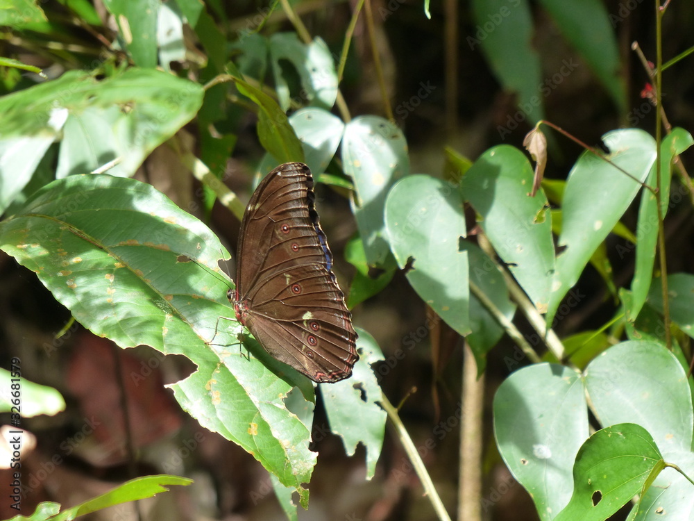 Morpho peleides, the Peleides blue morpho, common morpho or the emperor ...