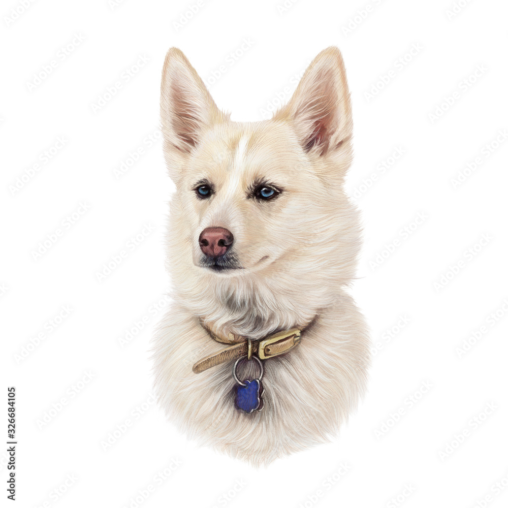 Portrait of White Jindo Dog with blue eyes isolated on white background ...