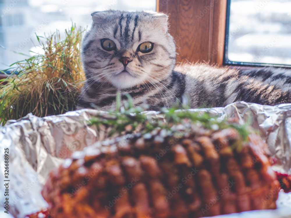 Cute Scottish fold and Scottish straight cat lies on a windowsill and ...