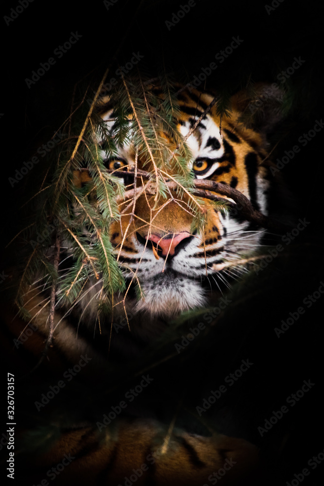 night darkness. muzzle full face, look through the branches. Amur tiger ...
