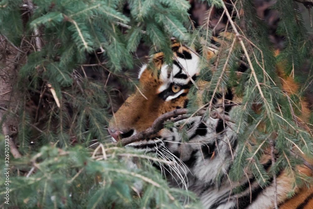 muzzle in the thicket. Amur tiger , Siberian tiger - a powerful and ...