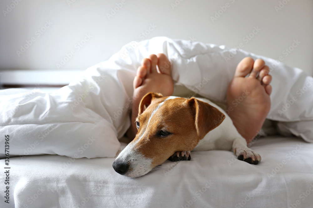 Emotional support animal concept. Sleeping man's feet with jack russell ...