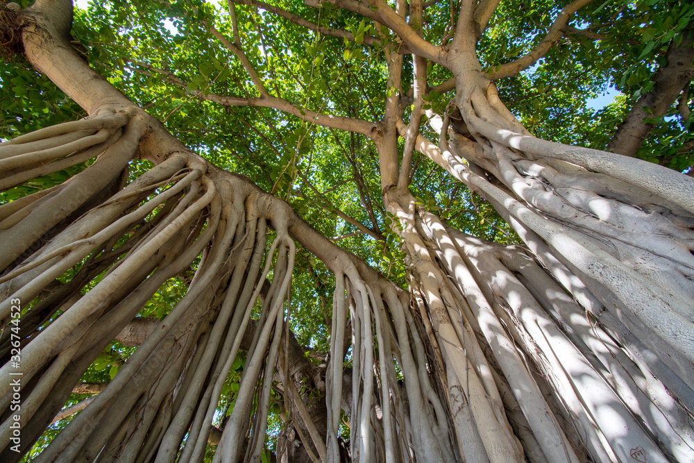 Roots of a banyan tree at Oahu Hawaii Stock Photo | Adobe Stock