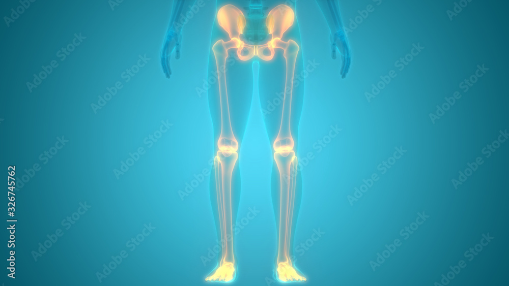 Human Skeleton System Lower Limbs Anatomy Stock Illustration | Adobe Stock