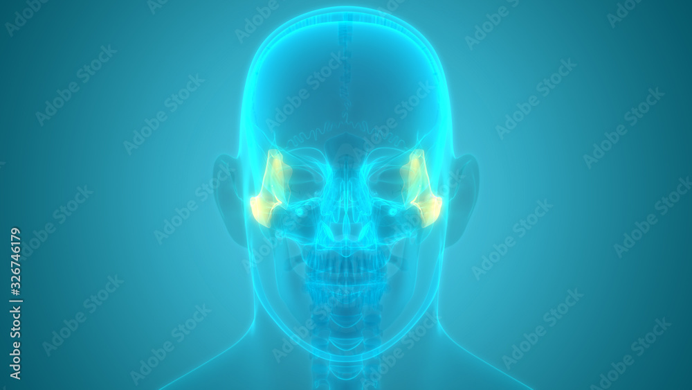 Human Skeleton Skull Parts Zygomatic Bone Anatomy Stock Illustration ...
