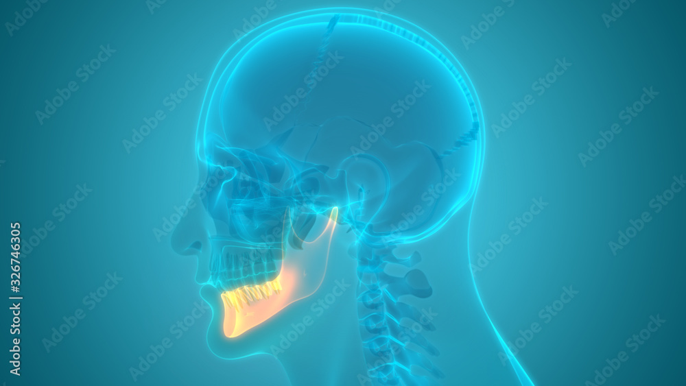 Human Skeleton System Skull Bone Parts Mandible Bone Anatomy Stock ...