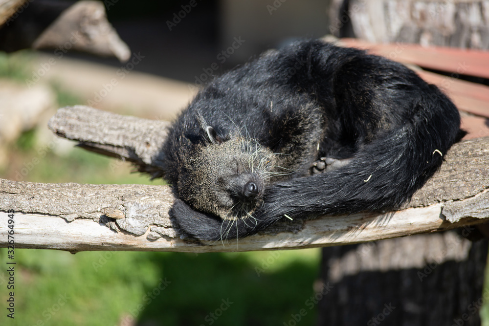 Portrait of a black binturong sleeping on a log (also known as bearcat ...