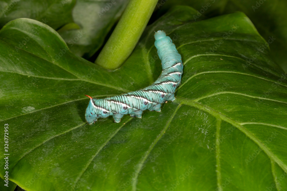 Carolina sphinx moth larva or Blue Hornworm foto de Stock | Adobe Stock