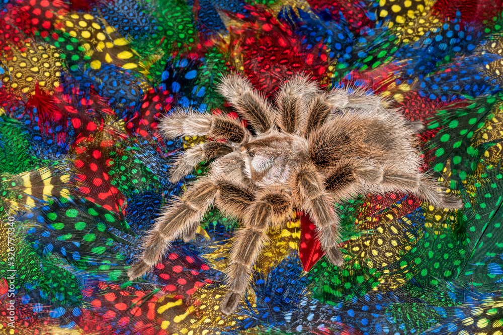 Rose Hair Tarantula (Gramastola rosea) on multi colored feathers Stock ...