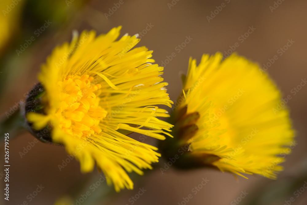 Coltsfoot (Tussilago farfara) yellow flower, a plant in the groundsel ...