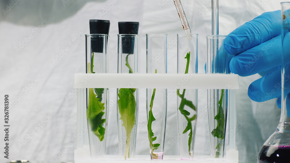 Macroshooting of test tubes with plants, they add the drug. Genetic ...