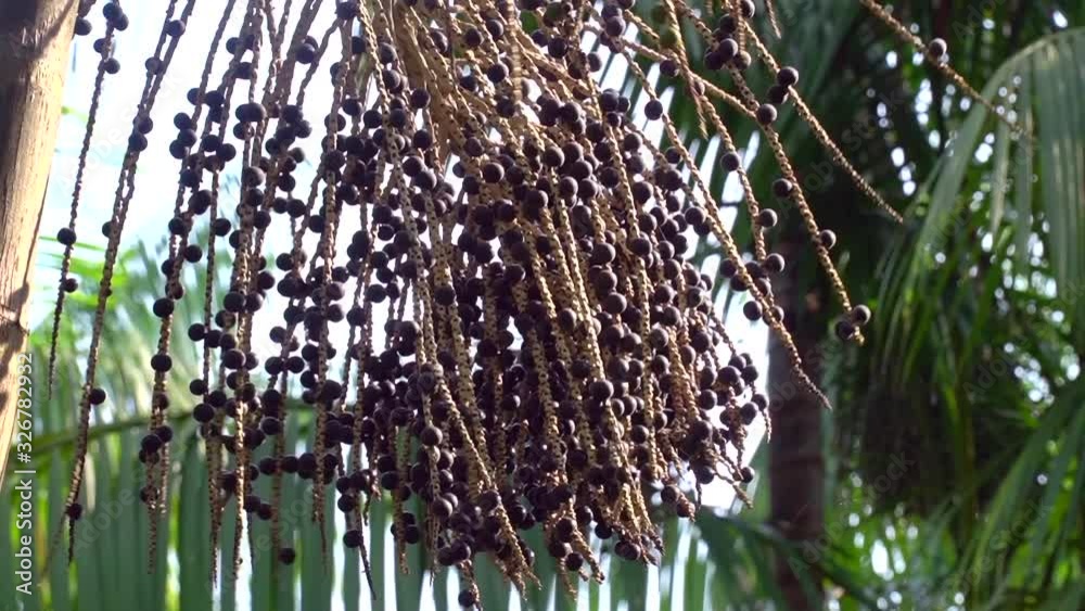 Close up of beautiful bunch of ripe acai berries on palm tree in the ...