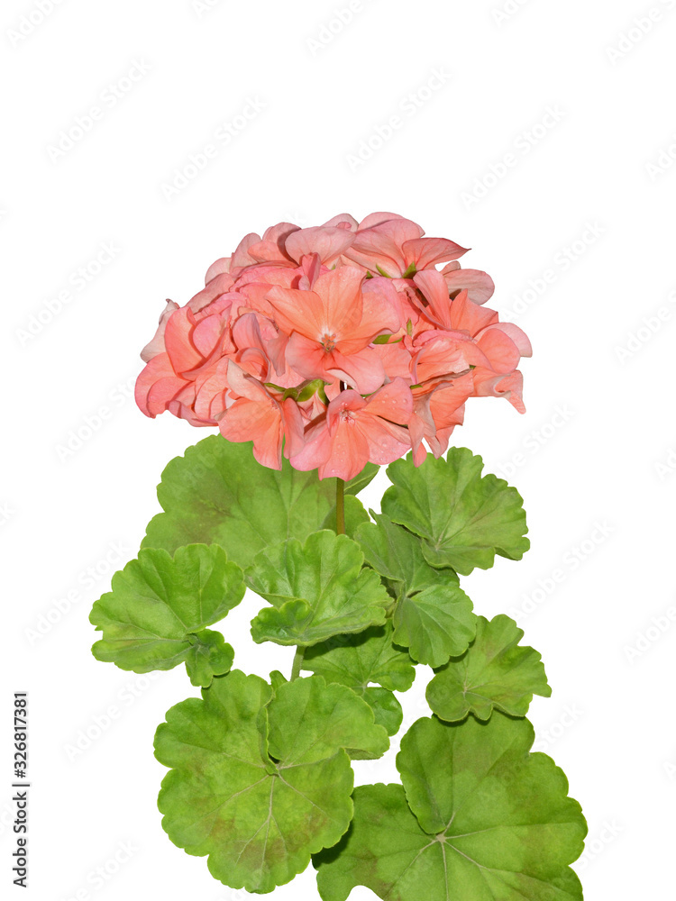 Light pink umbel-like cluster of zonal pelargonium flower with leaves ...