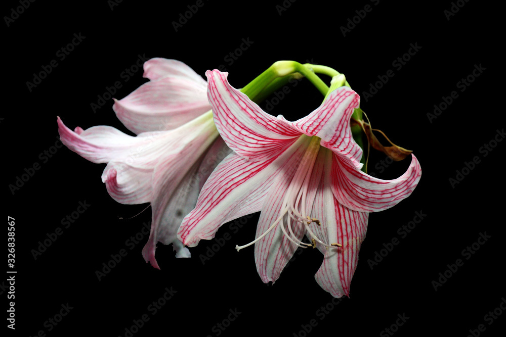 Hippeastrum bulbs are in bloom, resembling Amaryllis flowers. More ...